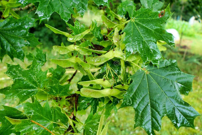 Norway Maple Tree stock photo. Image of seed, winged - 285521732