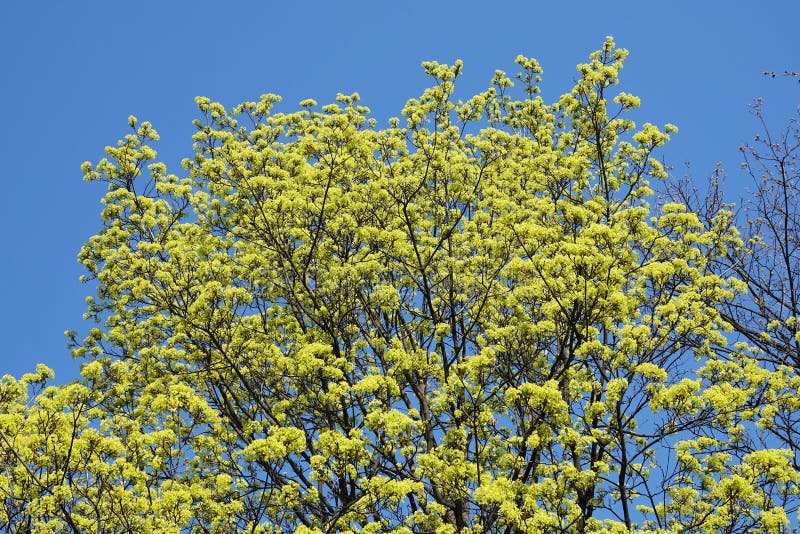 Norway Maple Tree Spring Flowering Stock Image - Image of light ...