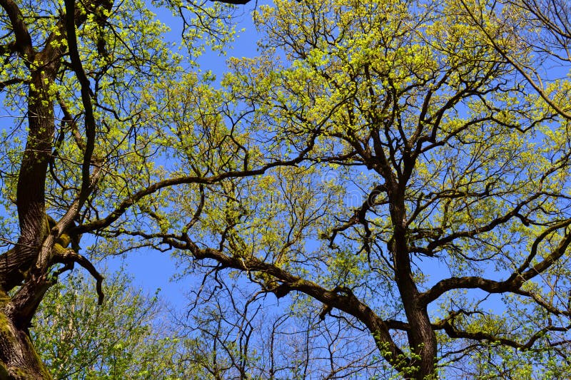 Norway maple trees stock image. Image of bright, forest - 315134813