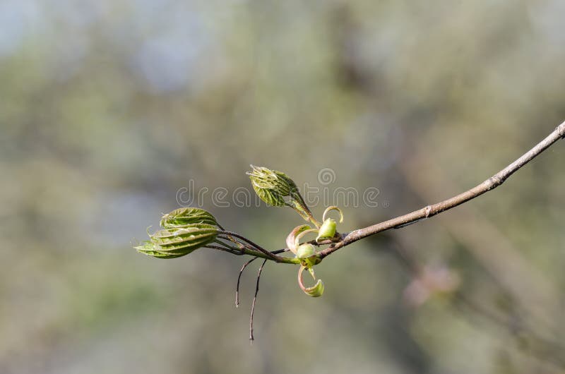 Norway maple stock photo. Image of green, maple, tree - 40352796