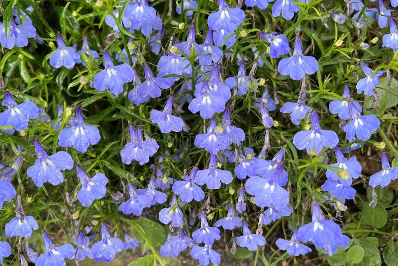 Beautiful Blue Edging Lobelia Flowers Blooming in the Park in Oslo ...