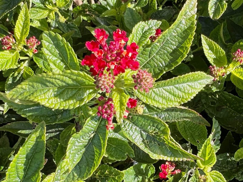 Beautiful Red West Indian Lantana Flowers Blooming in Oslo, Norway ...