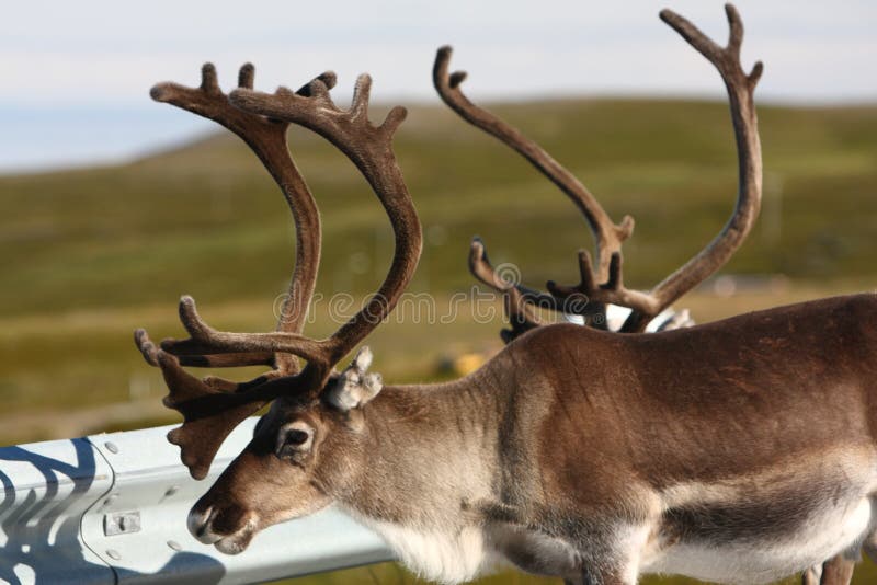Renifery w Norwegii obraz stock. Obraz złożonej z poroże - 16470521