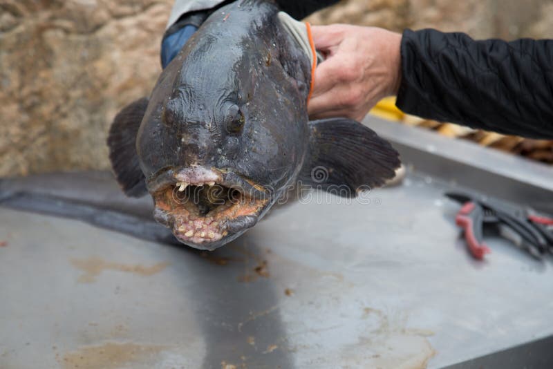 Norway Sea Caught Fish Norway North Scandinavia Stock Image - Image of ...