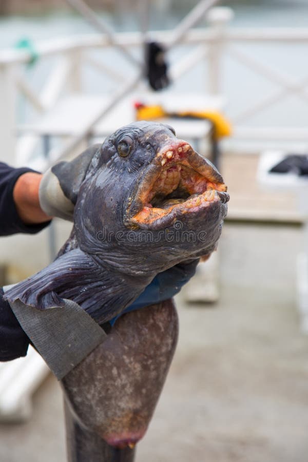 Norway Sea Caught Fish Norway North Scandinavia Stock Photo - Image of ...