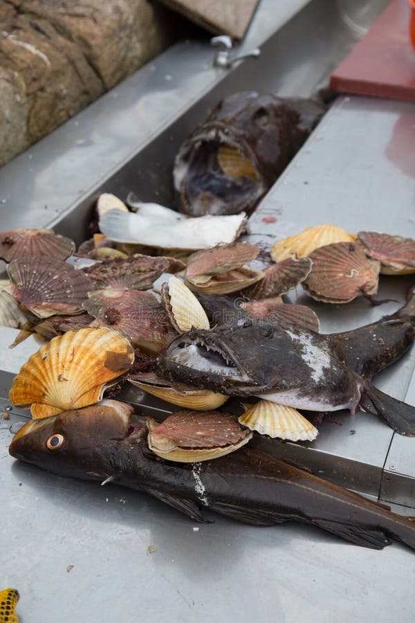 Norway Sea Caught Fish Norway North Scandinavia Stock Image - Image of ...