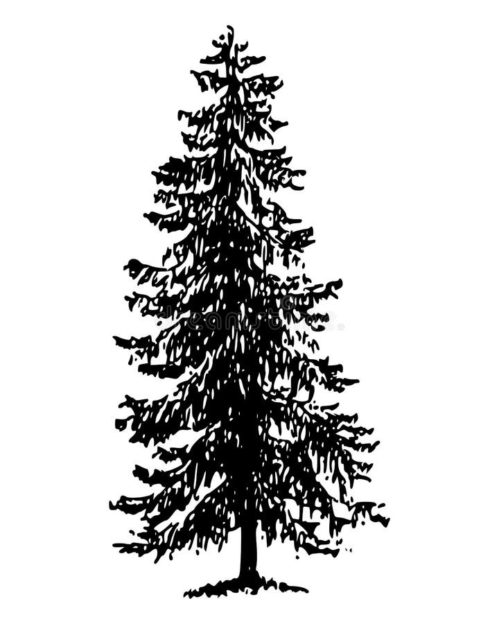 White Spruce Silhouette