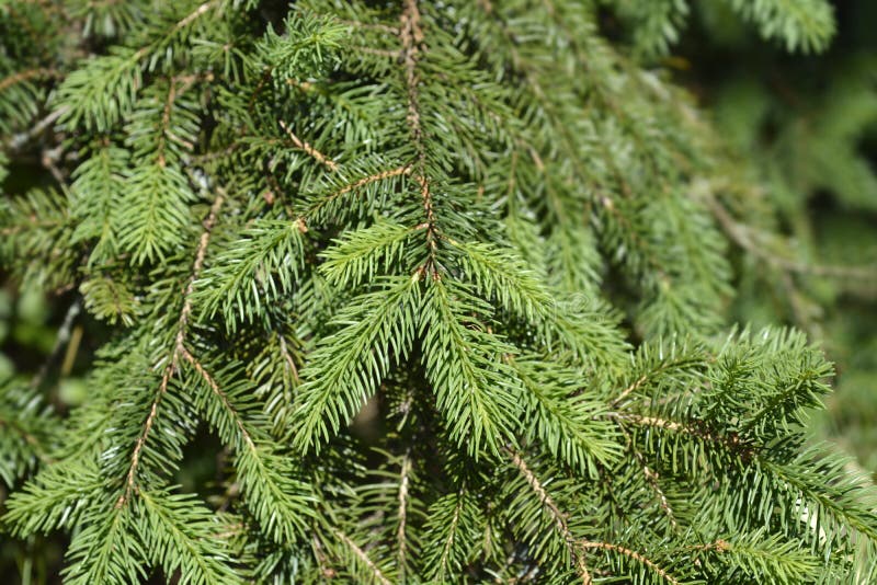 Norway spruce stock photo. Image of picea, abies, nature - 235547586