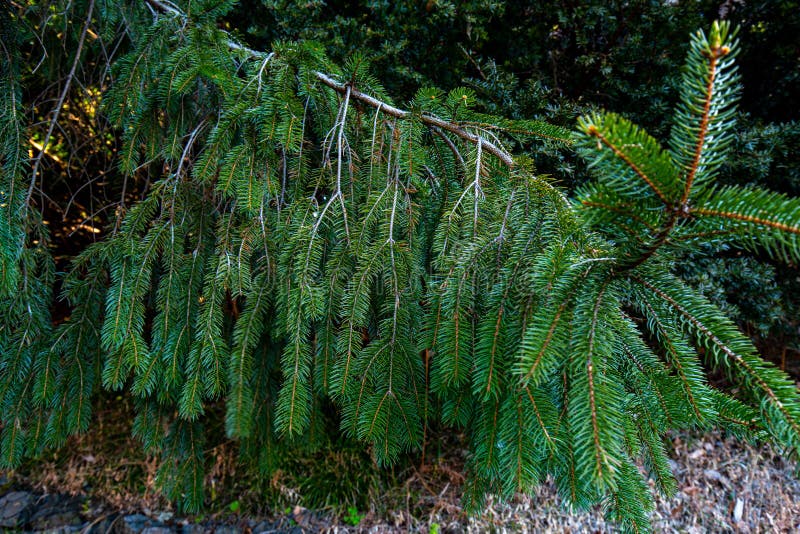 Norway Spruce Tree with Many Thin Branches in Winter. Stock Photo ...