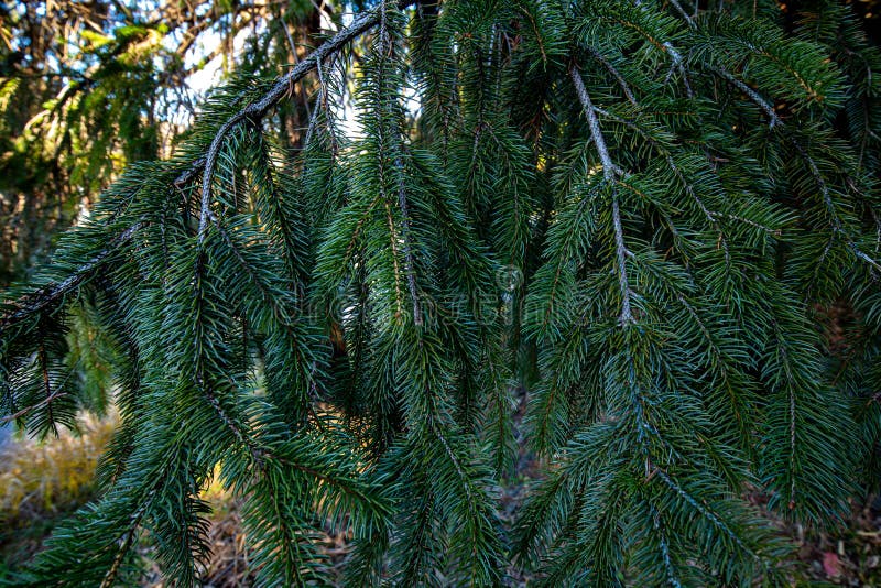 Norway Spruce Tree with Many Thin Branches in Winter. Stock Image ...