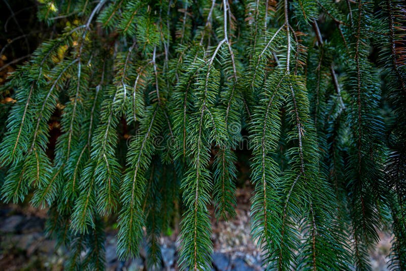 Norway Spruce Tree with Many Thin Branches in Winter. Stock Image ...