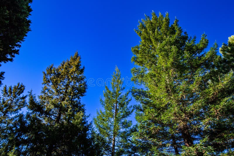 Norway Spruce Tree with Many Thin Branches in Winter. Stock Photo ...