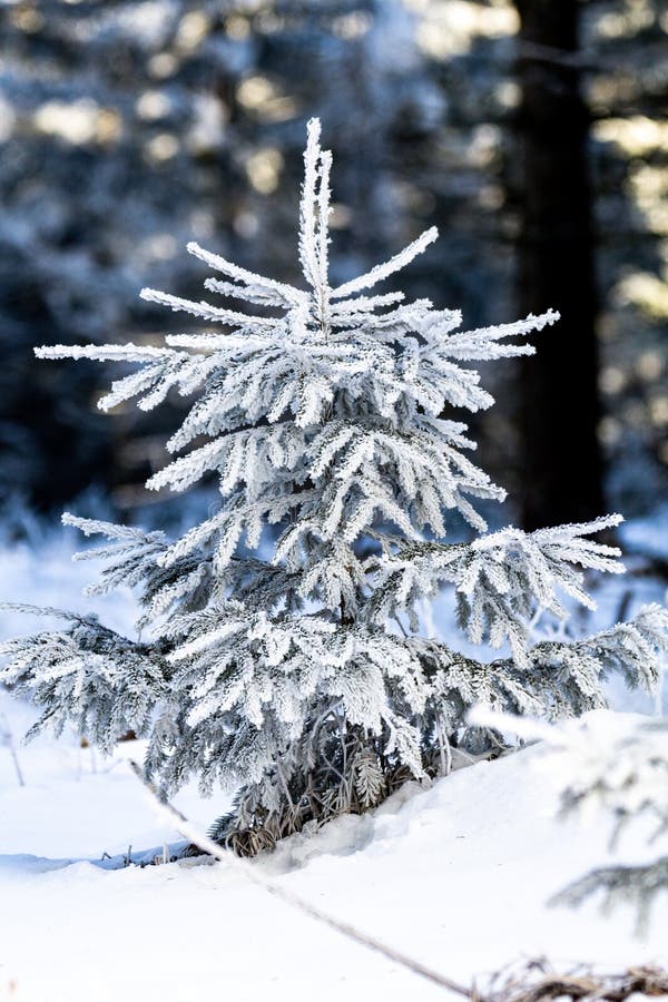 Norway Spruce (picea Abies) Covered with Snow in Winter, Fir Tree Stock ...