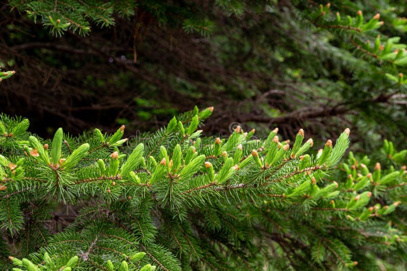 Norway Spruce with Many Spruces in Spring. Stock Image - Image of ...