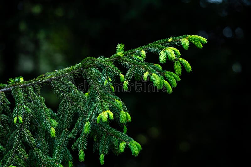 Norway Spruce with Many Spruces in Spring. Stock Image - Image of ...