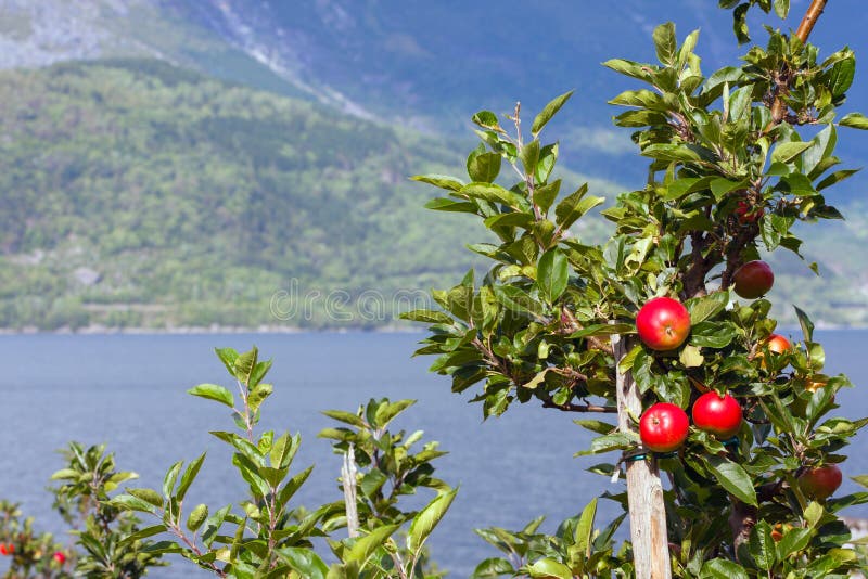 Apple Tree In Hardanger, Norway Stock Image - Image of leaf, branch ...