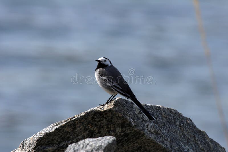 Norwegian Bird Picture. Image: 850775
