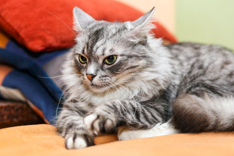 Norwegian cat stock image. Image of brown, kitten, cute - 48914485