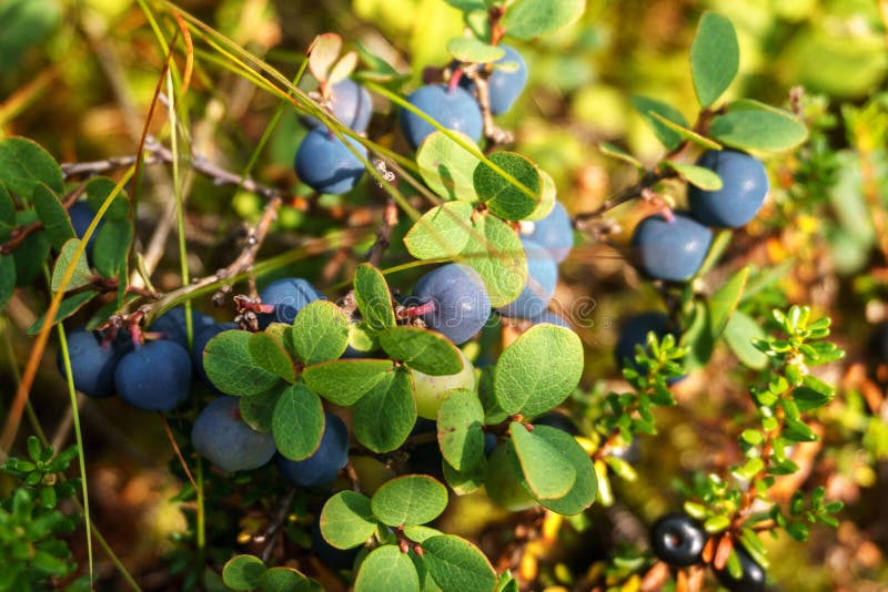 Norwegian Cloud-berries. Edible Berry Stock Photo - Image of food ...