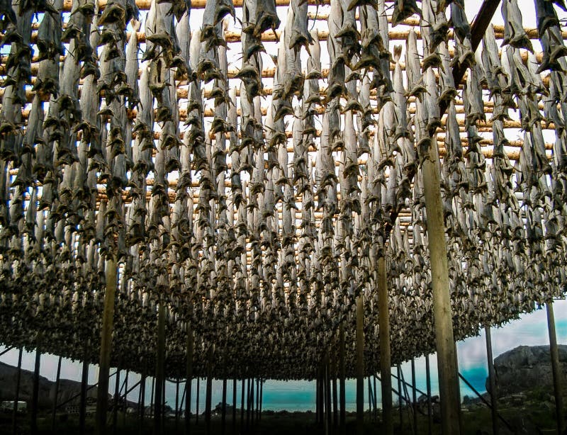 Norwegian Cod Catch Drying an Open Air Rack Stock Image - Image of ...