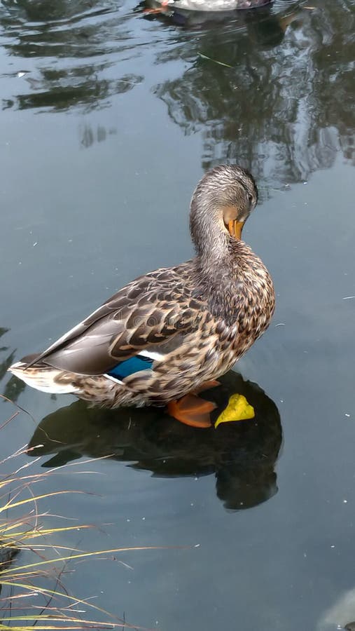 Norwegian colourful duck stock photo. Image of colourful - 230064230