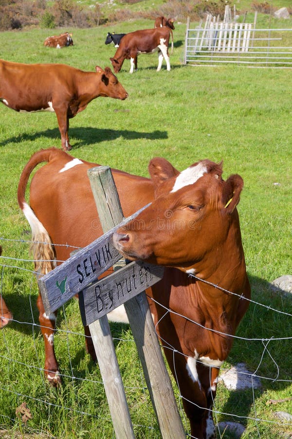 Norwegian Cows 016 stock image. Image of agricultural - 43243967