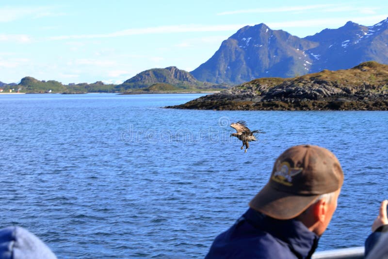 Norwegian Eagle Hunting in Lofoten Editorial Photography - Image of ...