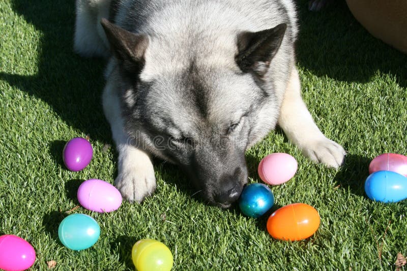 Norwegian Elkhound Dog Laying on Grass Playing with Easter Eggs Stock ...
