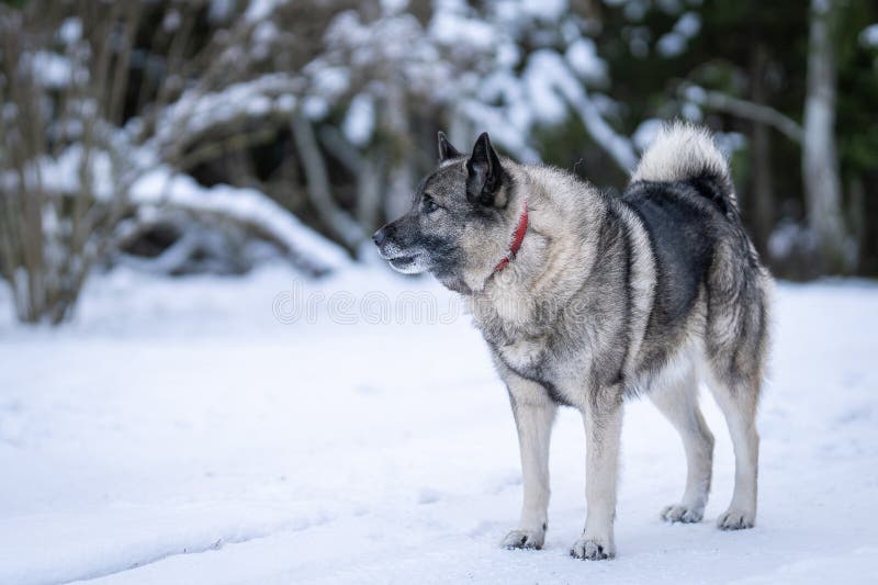 Norwegian Elkhound Guarding in Winter Day. Winter Day. Stock Photo ...