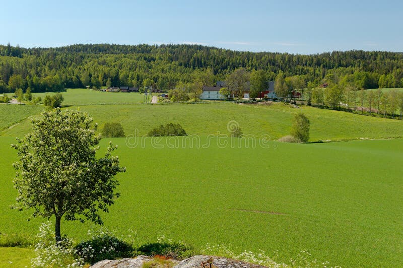 Norwegian Field Landscape stock image. Image of losby - 4859051