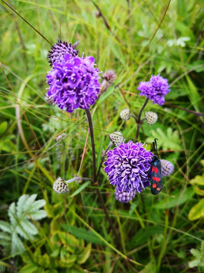 Devil's Bit Flower Succisa Pratensis Stock Photos - Free & Royalty-Free ...