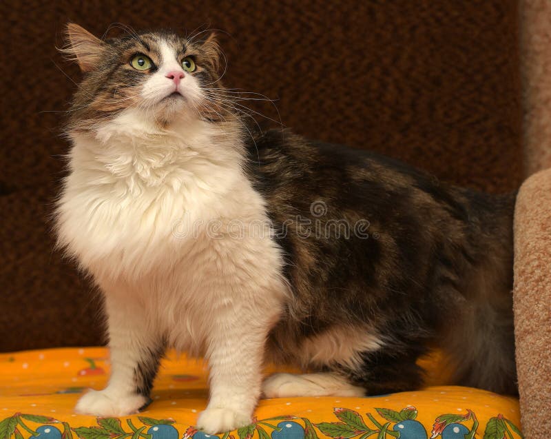 Norwegian forest cat stock image. Image of domestic, animal - 79814163