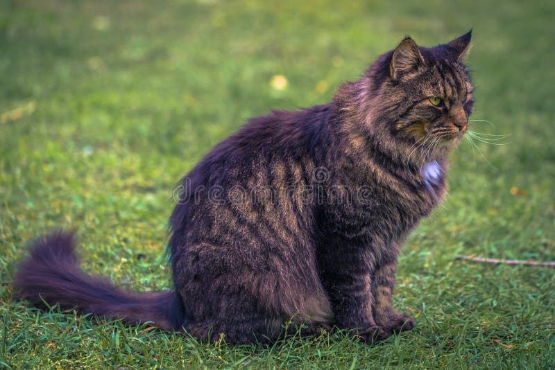 Norwegian Forest Cat on a Farm in the Swedish Archipelago, Sweden Stock ...