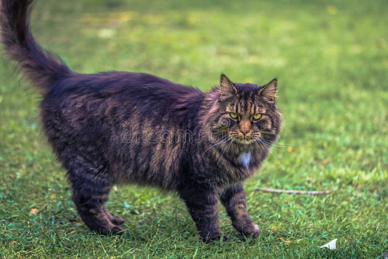 Norwegian Forest Cat on a Farm in the Swedish Archipelago, Sweden Stock ...