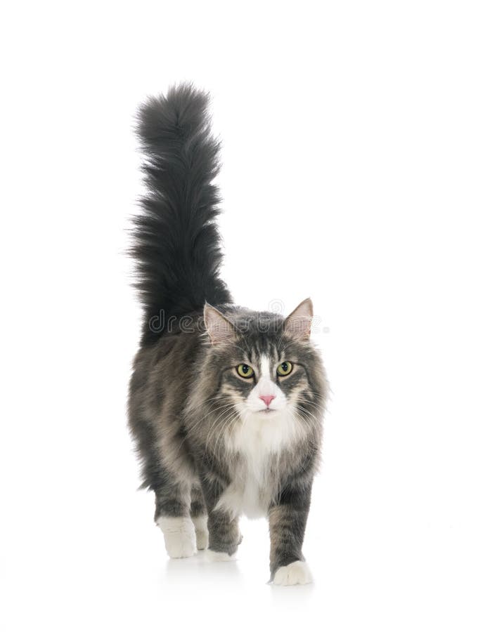Norwegian Forest cat stock photo. Image of forest, purebred - 242820820