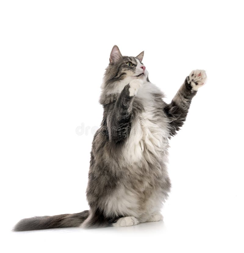 Norwegian Forest cat stock photo. Image of purebred - 242820784