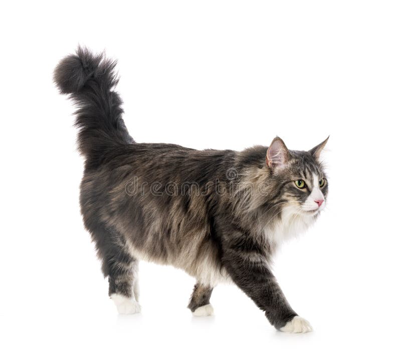 Norwegian Forest cat stock photo. Image of forest, purebred - 242820820