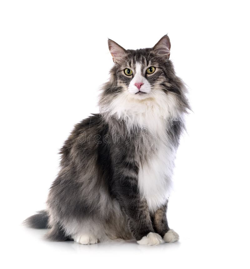 Norwegian Forest cat stock photo. Image of forest, purebred - 242820820
