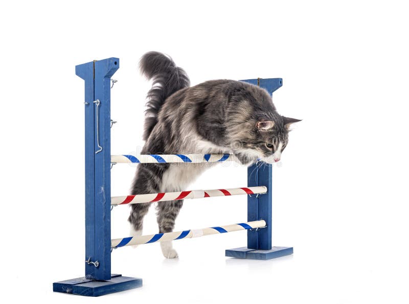 Norwegian Forest cat stock photo. Image of front, background - 289243772