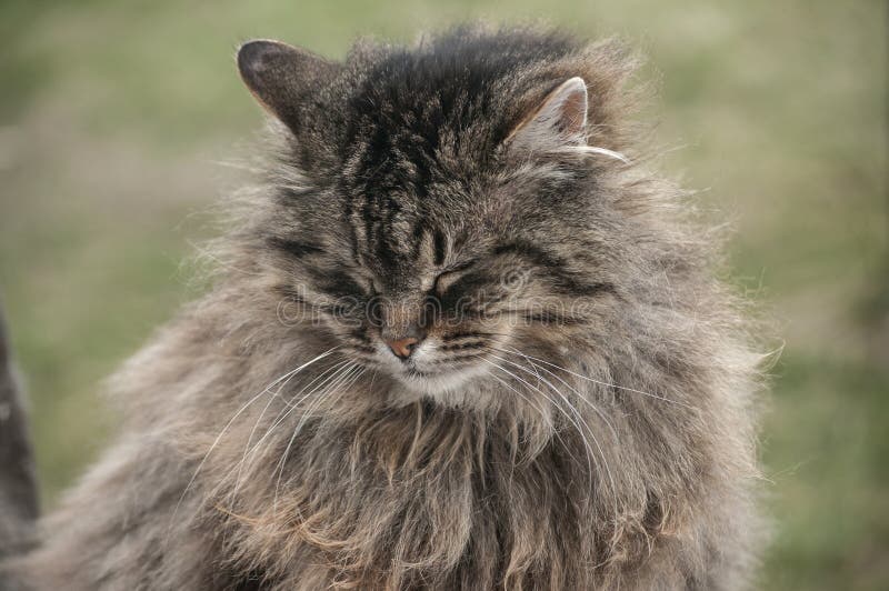 Norwegian forest cat head stock photo. Image of pets - 276422810