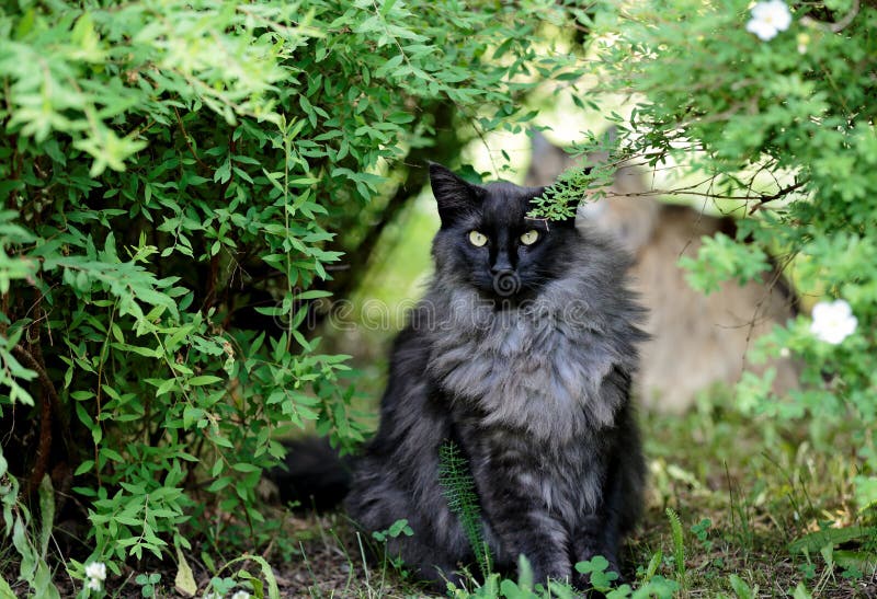 Norwegian Forest Cat Male Under a Bush Stock Image - Image of fluffy ...