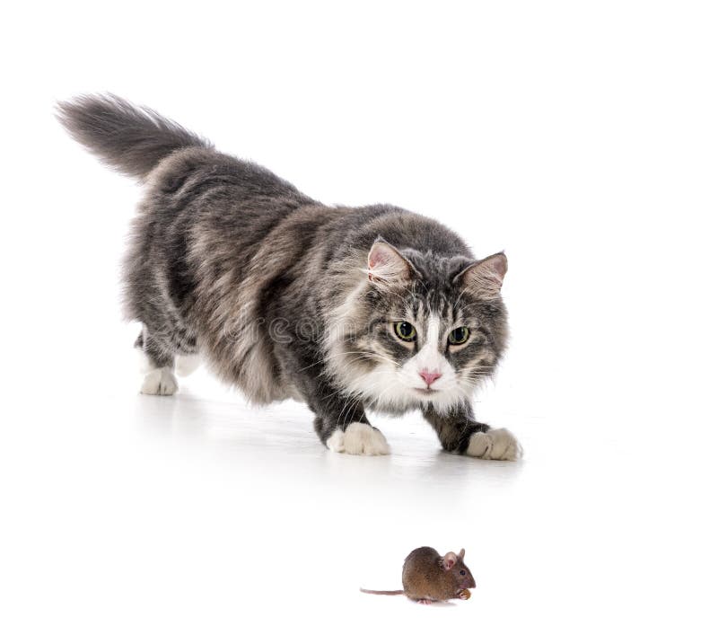 118 Norwegian Mouse Stock Photos - Free & Royalty-Free Stock Photos ...