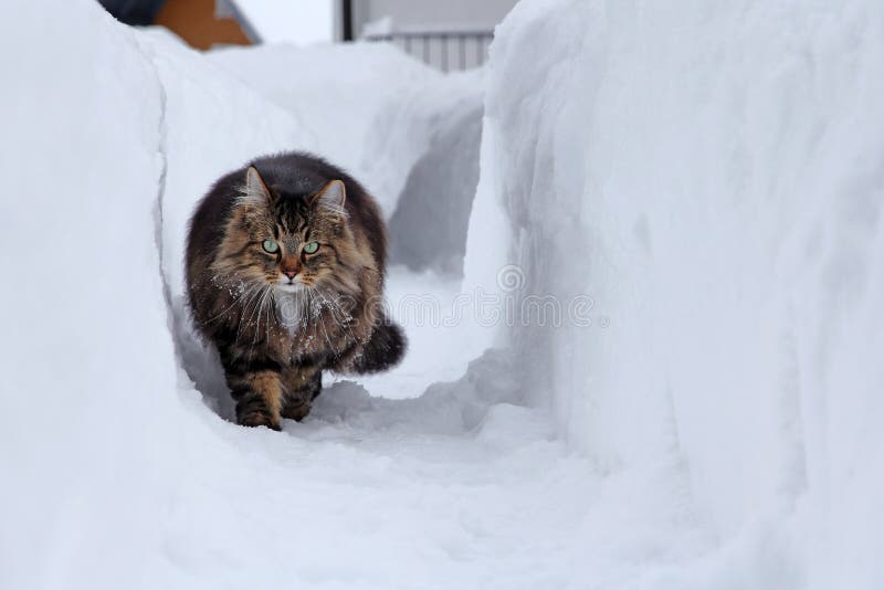 Norwegian Forest Cat Runs through the High Snow Stock Photo - Image of ...