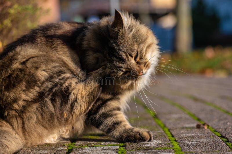 Norwegian Forest Cat Scratching Its Ear.. Stock Image - Image of animal ...