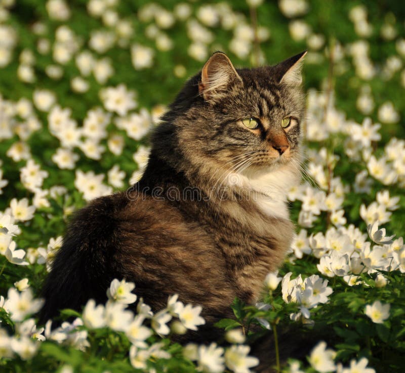 Norwegian Forest Cat Sitting in a Flower Meadow Stock Photo - Image of ...