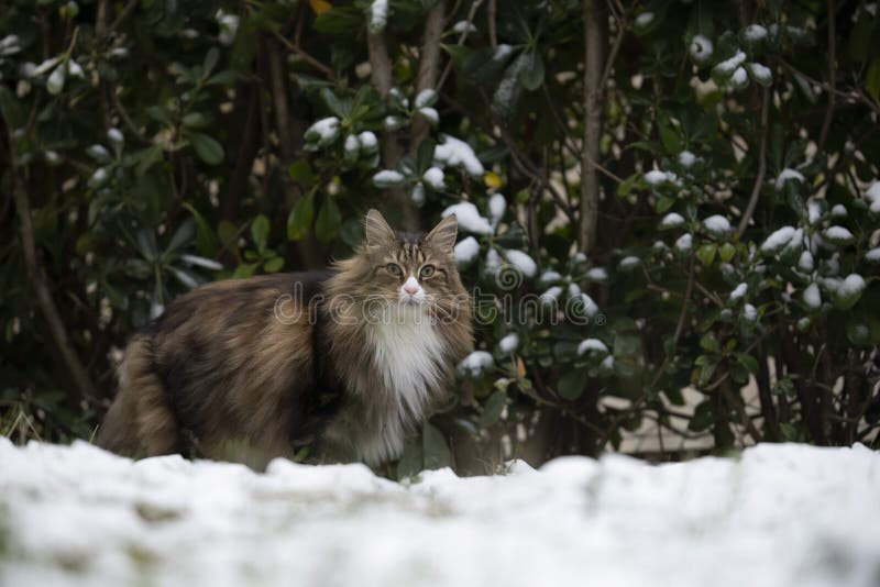 Norwegian Forest Cat Standing in a Garden on the Snow.winter, Cold ...