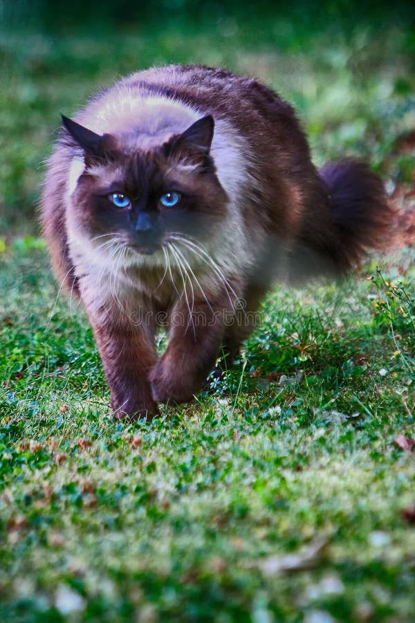 The Norwegian Forest Cat is Tall Stock Image - Image of feline, face ...