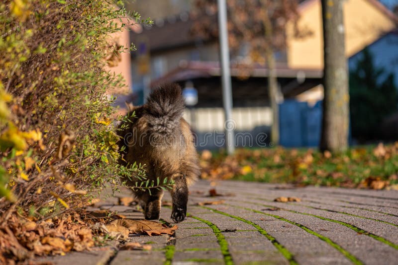 Norwegian Forest Cat Walking Down a Street.. Stock Photo - Image of ...