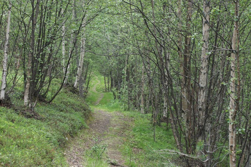 Norwegian forest stock photo. Image of tree, norwegian - 58237808