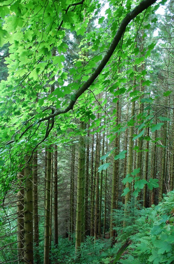 Norwegian Forest stock image. Image of wood, travel, woodland - 64458015